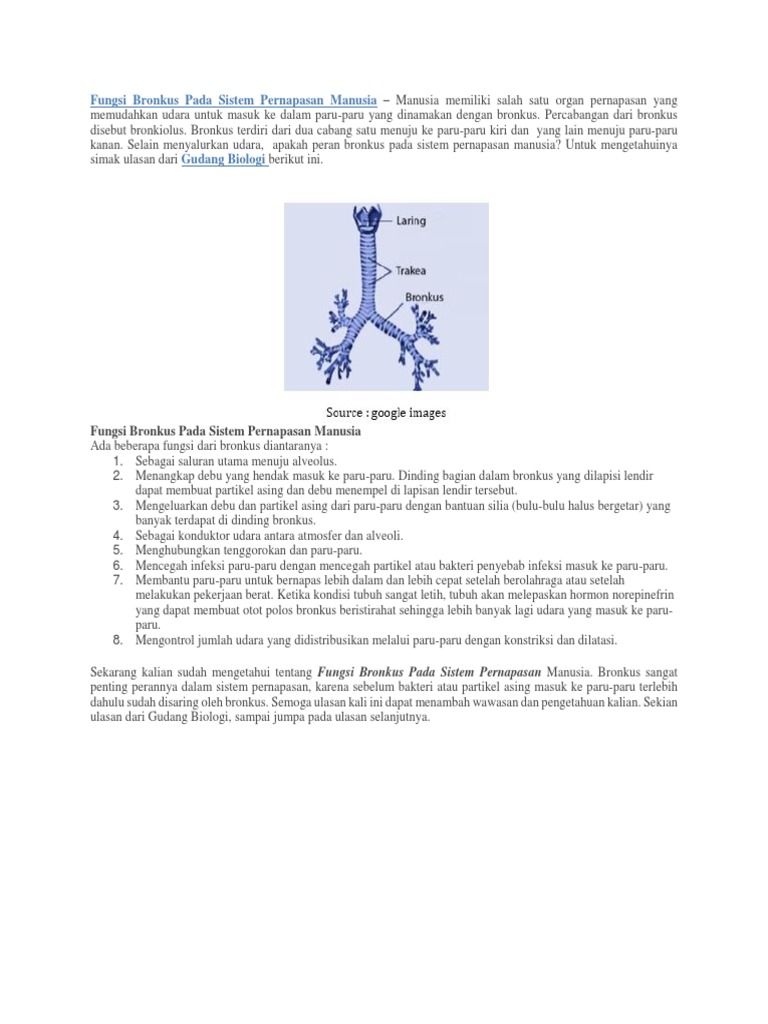 Fungsi Bronkus dalam Pernapasan Manusia | PDF | Kesehatan Holistik