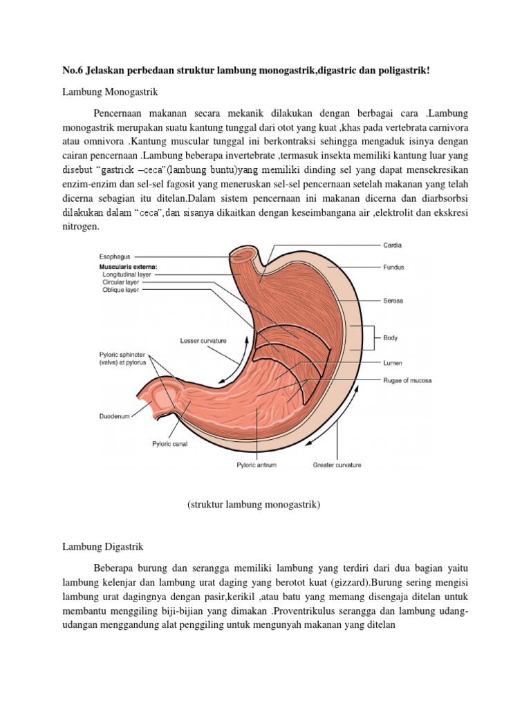 Lambung Monogastrik | PDF