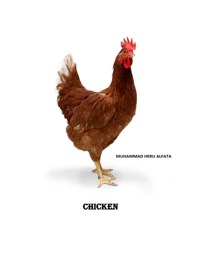 Chicken | PDF