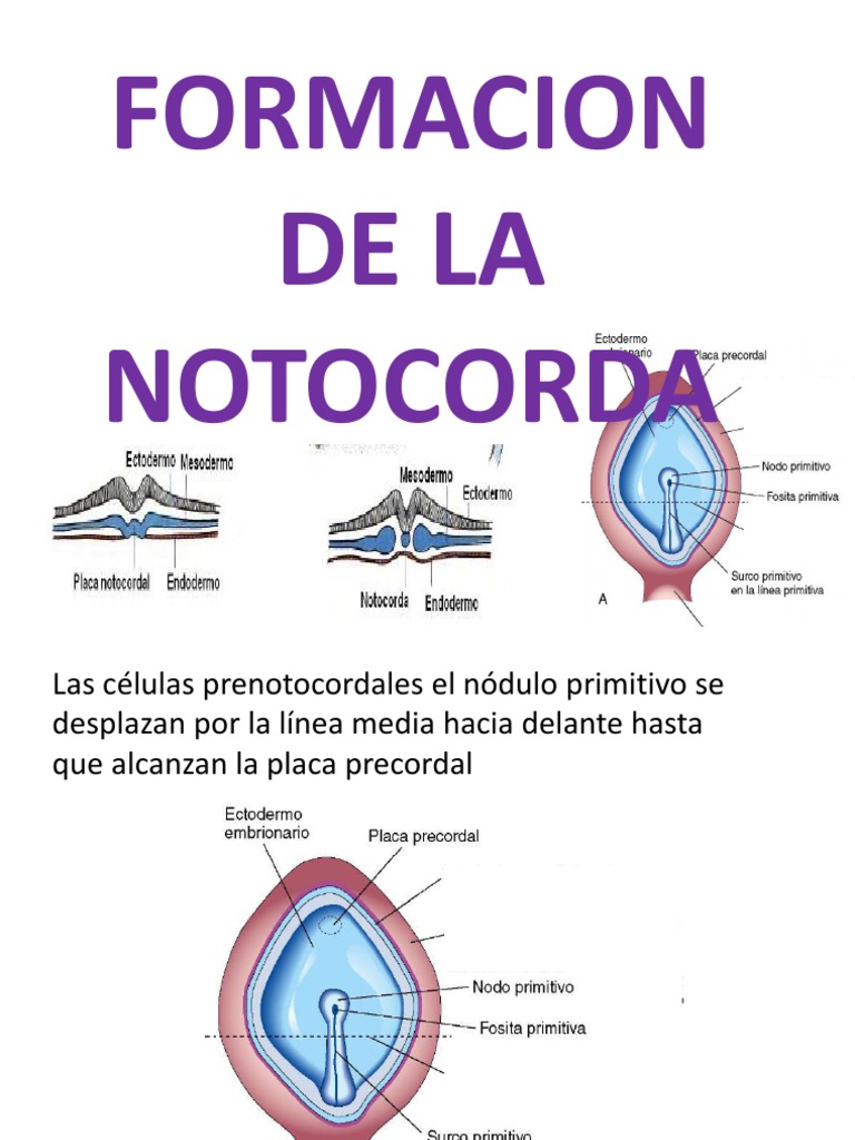 Formacion de La Notocorda | PDF
