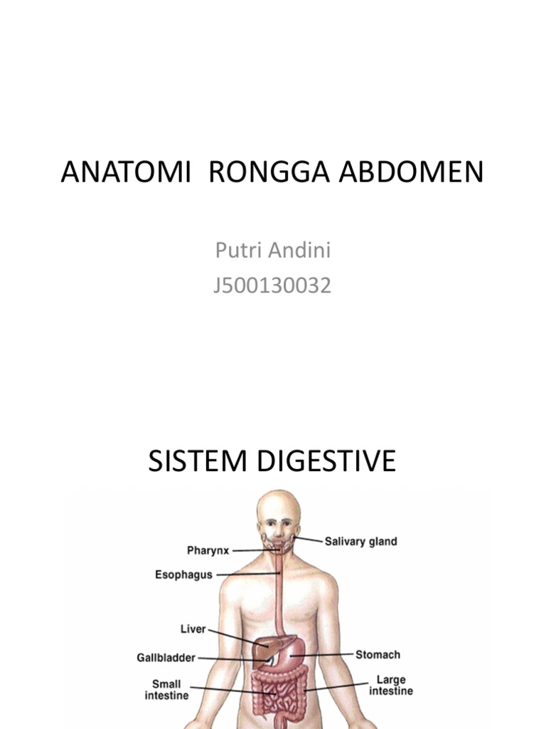Anatomi dan Fungsi Rongga Abdomen | PDF | Memasak, Makanan, & Anggur ...