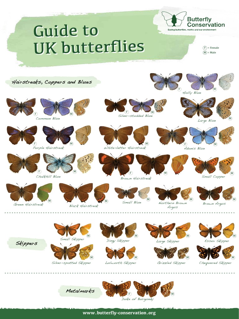 Butterfly Guide | PDF | Butterfly | Insects