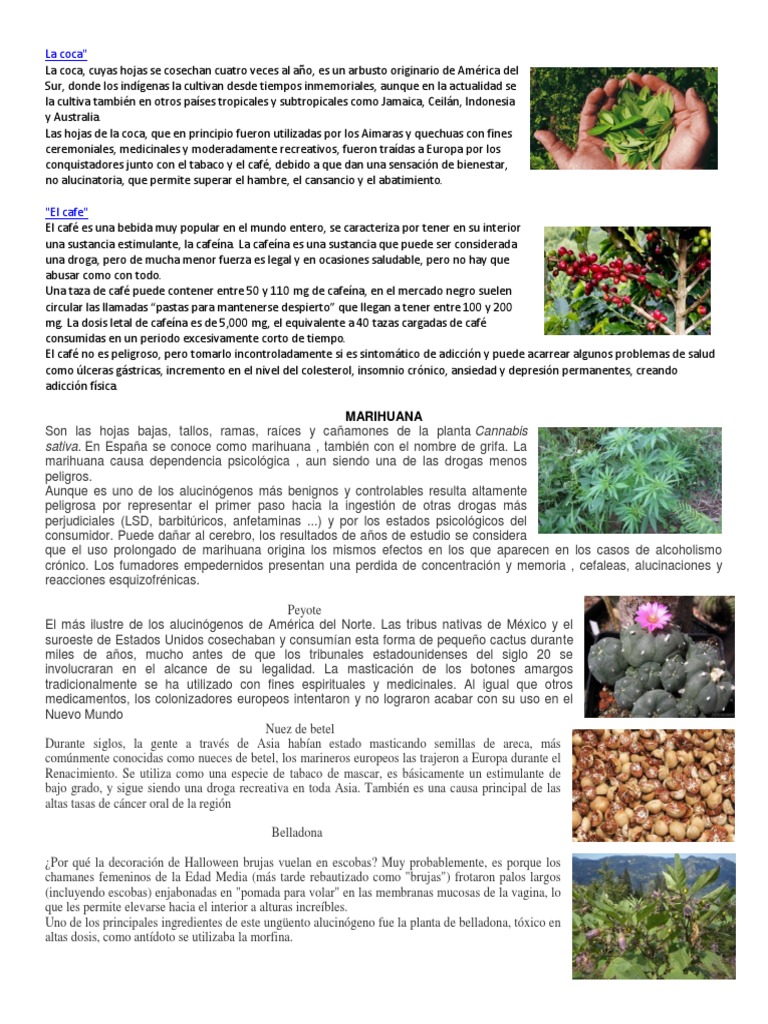 Drogas Naturales | Descargar gratis PDF | café | Cannabis (Droga)