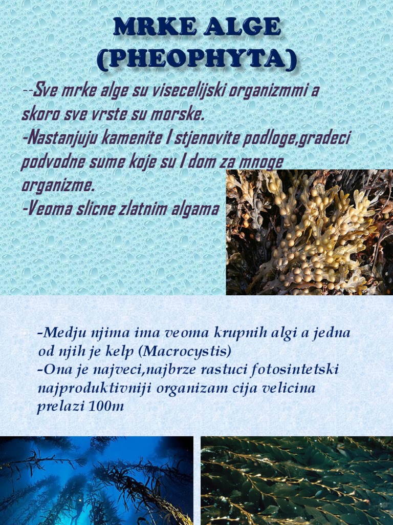 Alge | PDF
