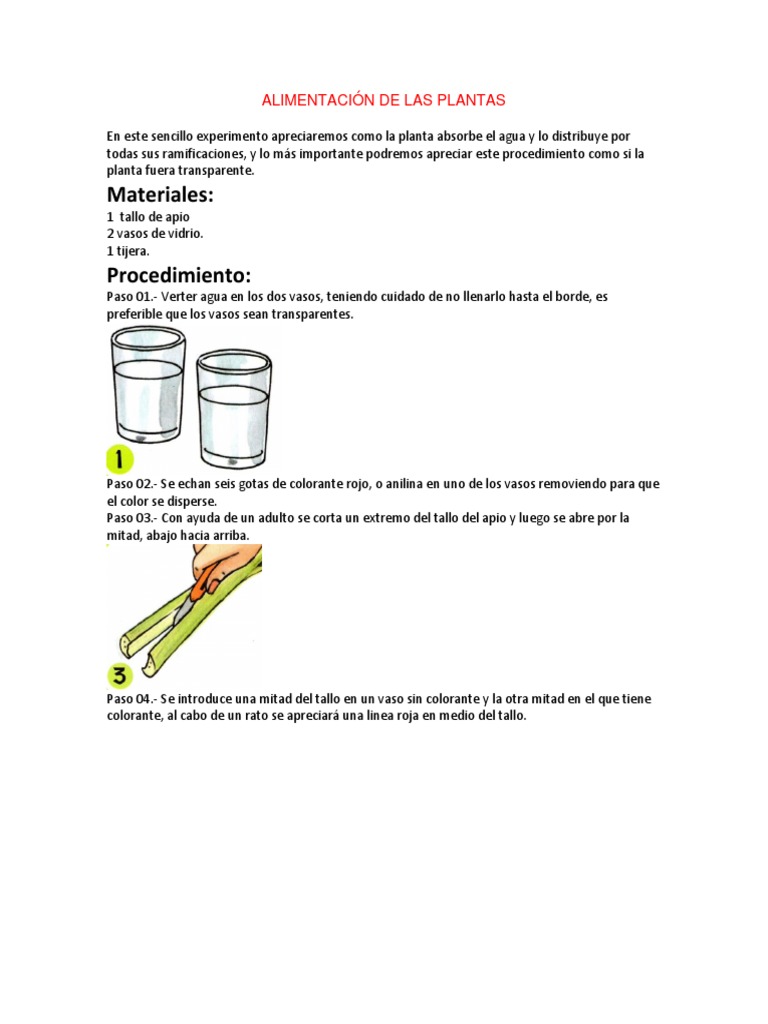 Alimentación de Las Plantas Experimento | PDF | Hogar, jardinería y ...