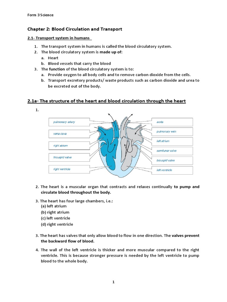 2.1 Transport System in Human | PDF | Circulatory System | Vein
