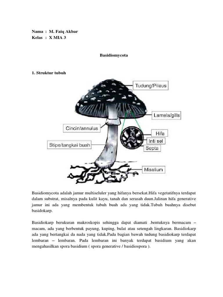Struktur dan Reproduksi Basidiomycota | PDF
