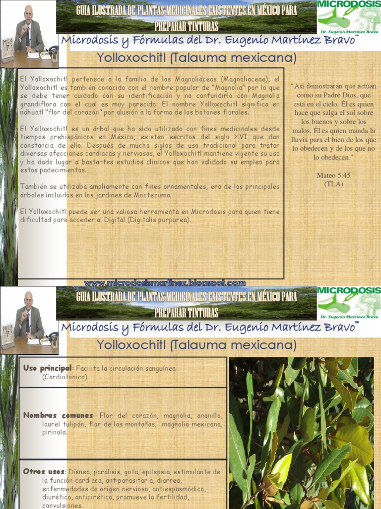 249 Yoloxochitl | PDF | Plantas | Bienestar
