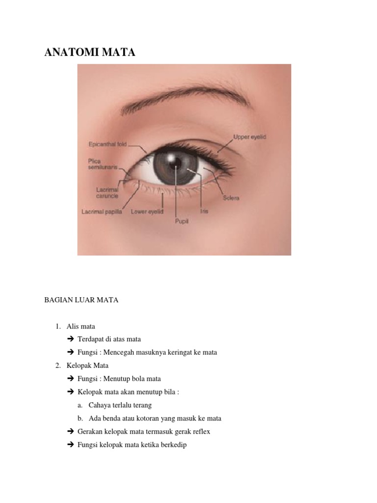 Anatomi Mata | PDF | Griya & Taman | Kesehatan Holistik
