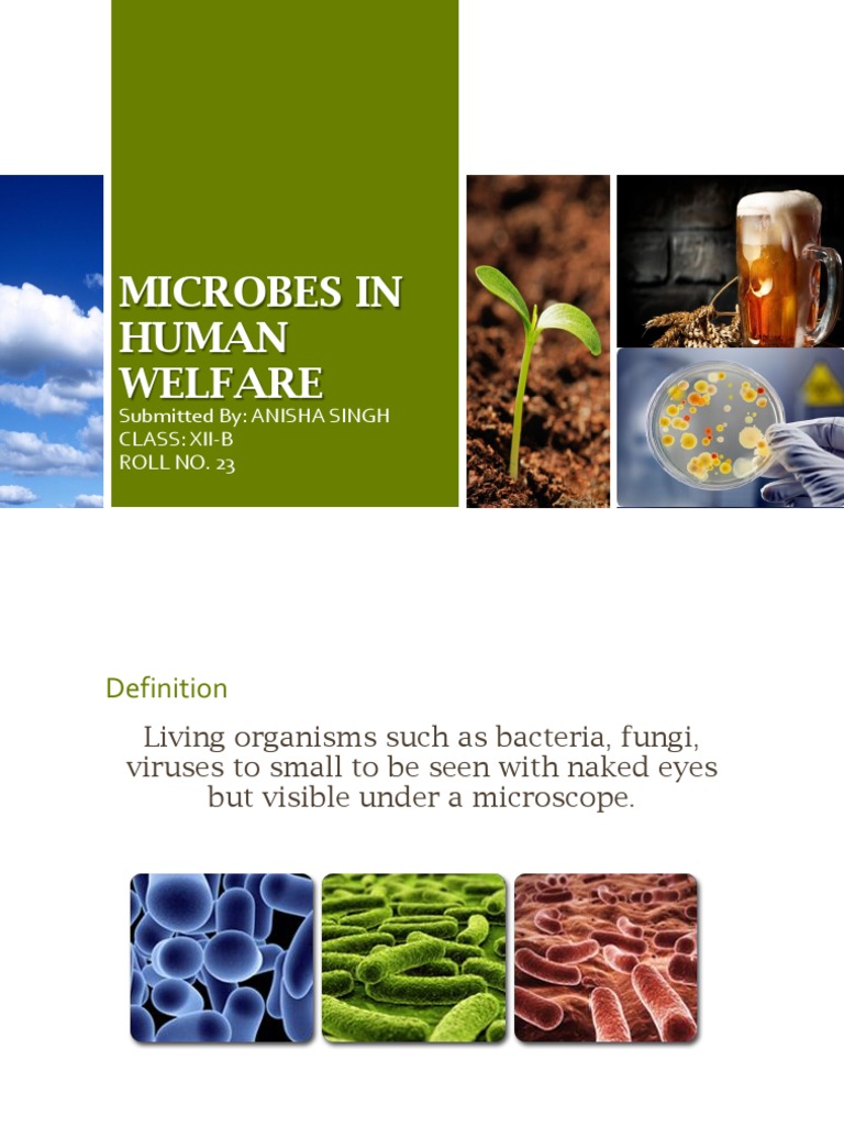 Microbes in Human Welfare | PDF