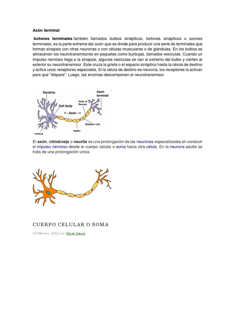 Axón Terminal | PDF | Neurona | Axon