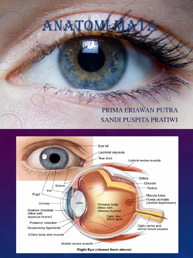 Anatomi dan Struktur Mata Manusia | PDF