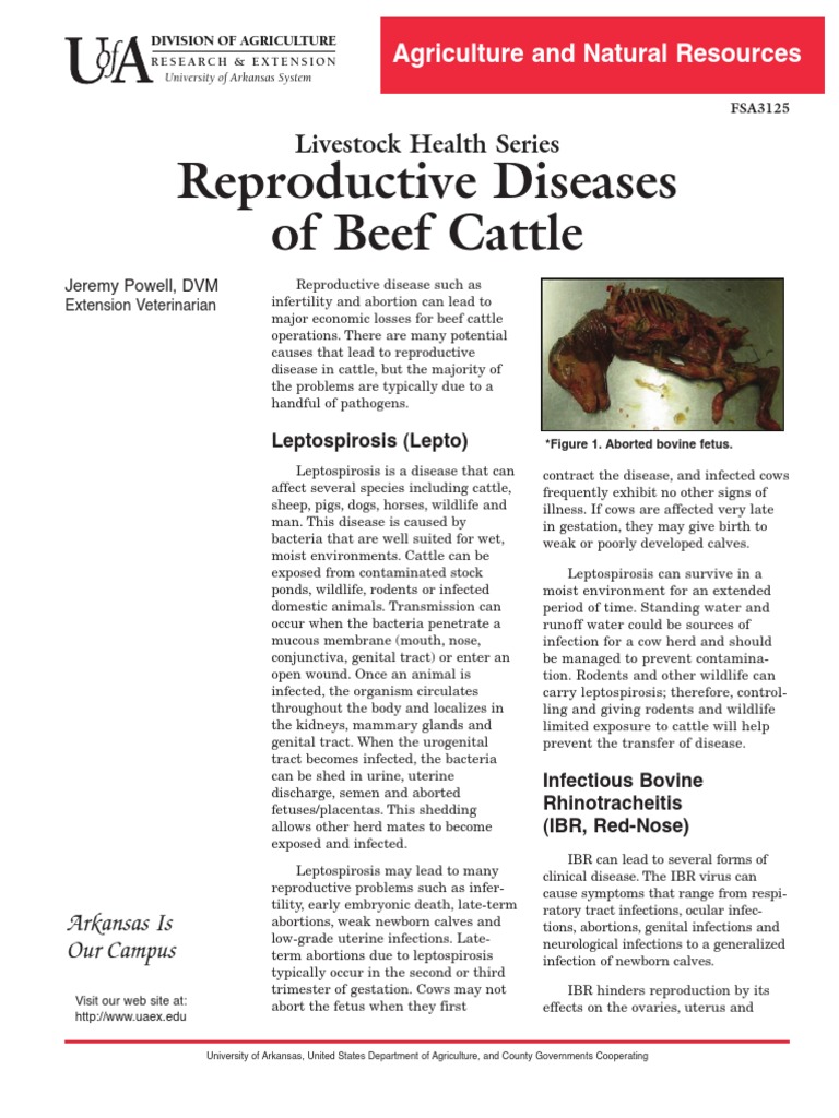 Cattle Reproductive Disease Overview | PDF | Miscarriage | Cattle