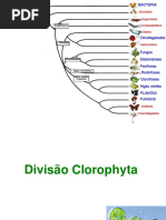 Aula Teórica - Algas Verdes | PDF | Eucariotas | Biologia