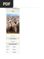 All About Sheep | PDF