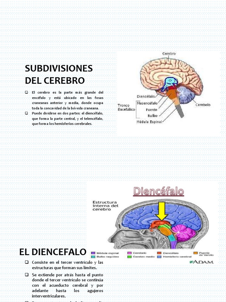 El Diencefalo | PDF | Tálamo | Sistema nervioso central