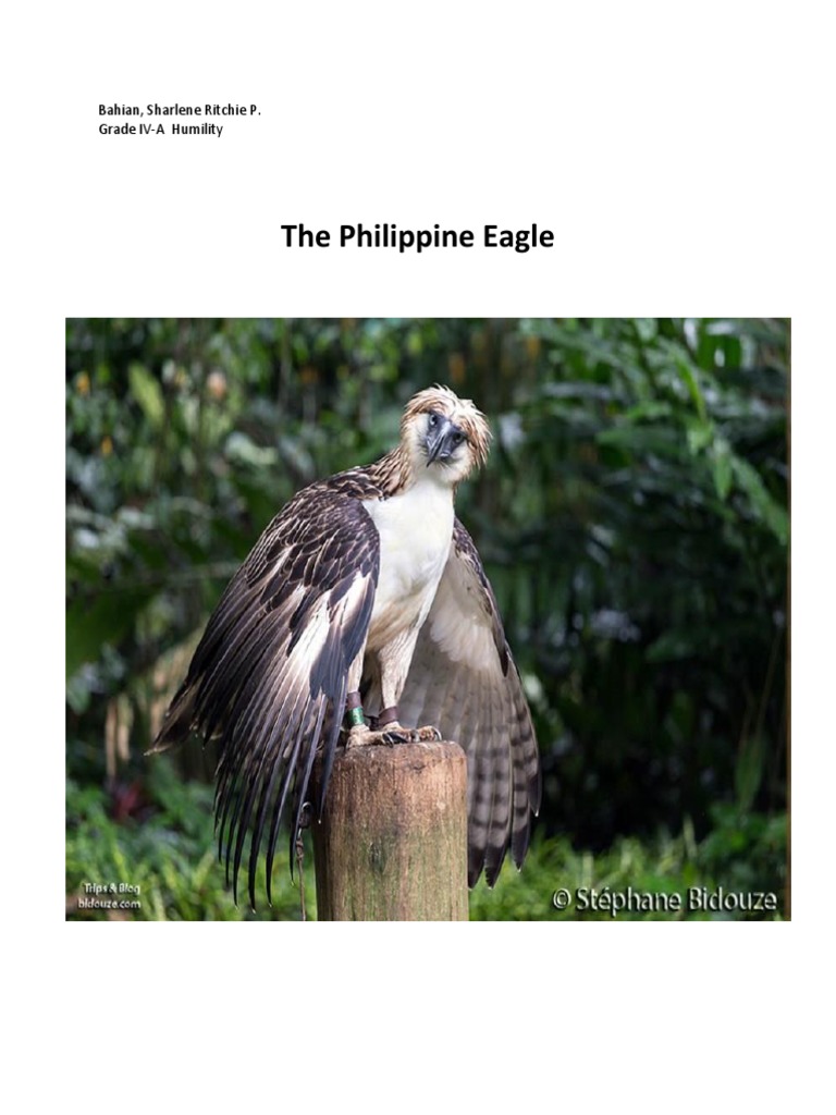 The Philippine Eagle: Bahian, Sharlene Ritchie P. Grade IV-A Humility | PDF