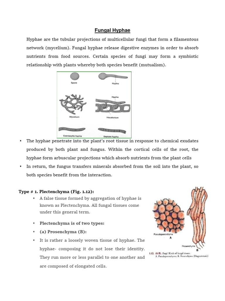 Fungal Hyphae: Type # 1. Plectenchyma (Fig. 1.12) | PDF | Mycology ...