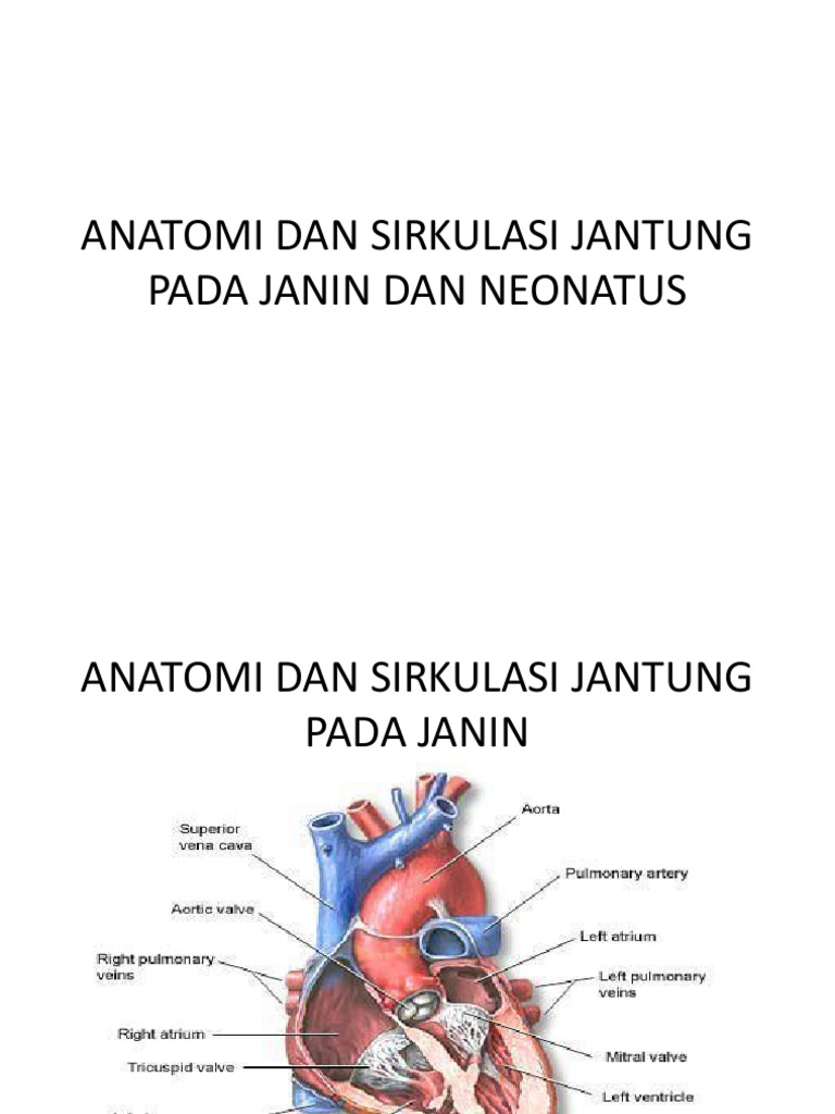 Sirkulasi Jantung pada Janin dan Neonatus | PDF