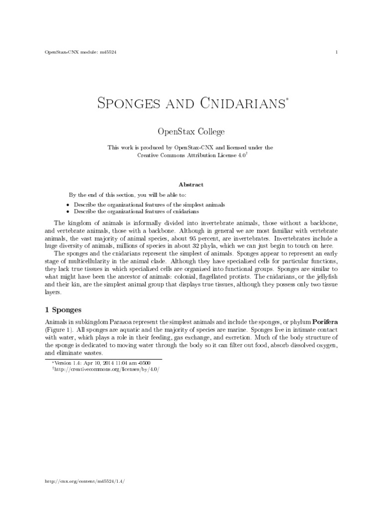Sponges and Cnidarians 4 | PDF | Sponge | Aquatic Animals