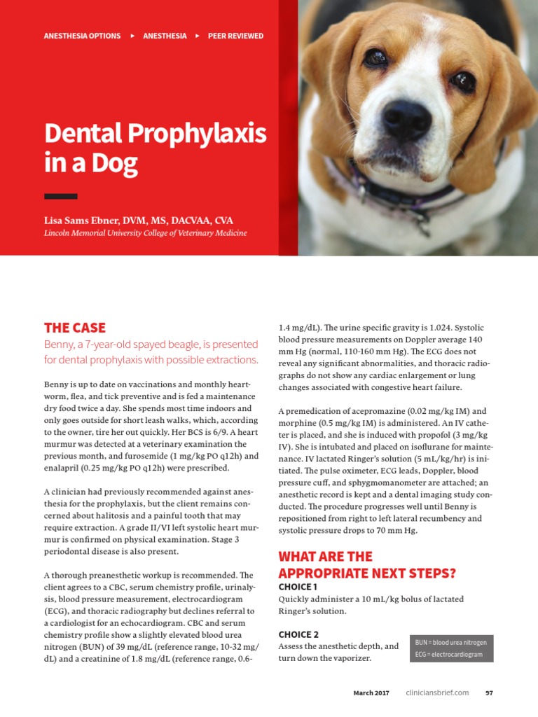 AO - Dental Prophylaxis in A Dog | PDF | Anesthesia | Midazolam