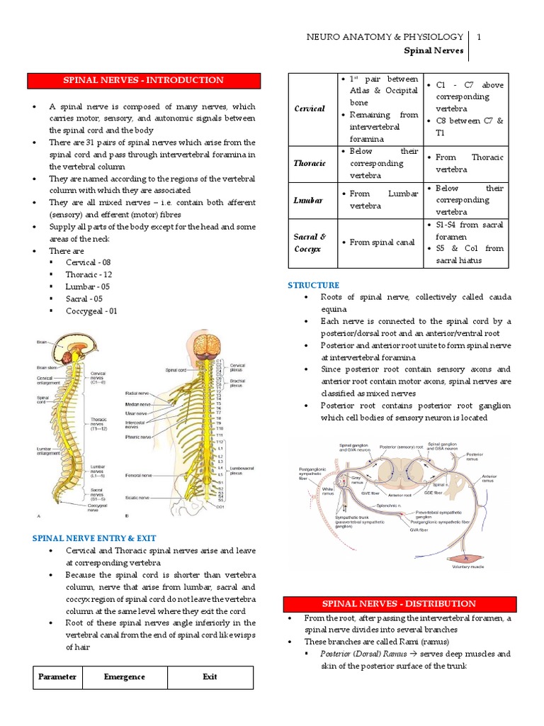 Spinal Nerves - Introduction: Neuro Anatomy & Physiology 1 | Download ...