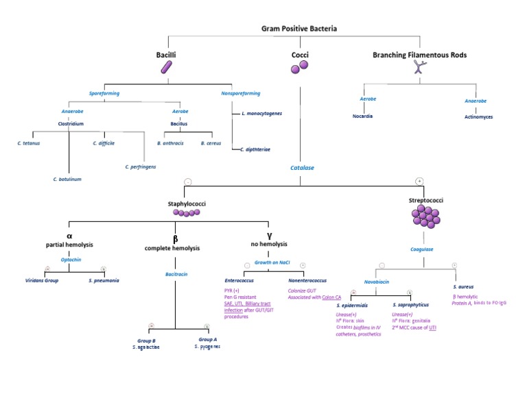 Gram Positive Bacteria: Sporeforming Nonsporeforming Anaerobe Aerobe ...