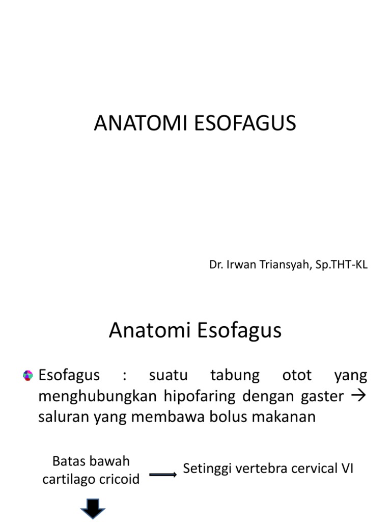Anatomi Esofagus | PDF