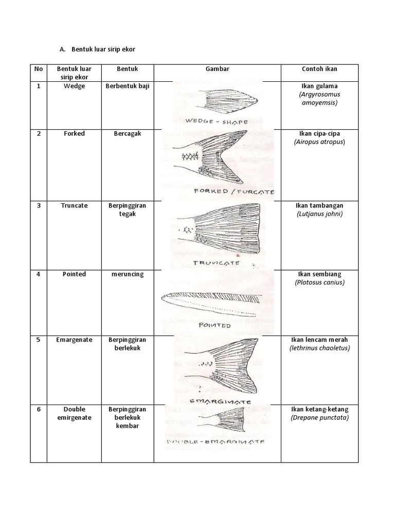 Bentuk Luar Sirip Ekor Pdf