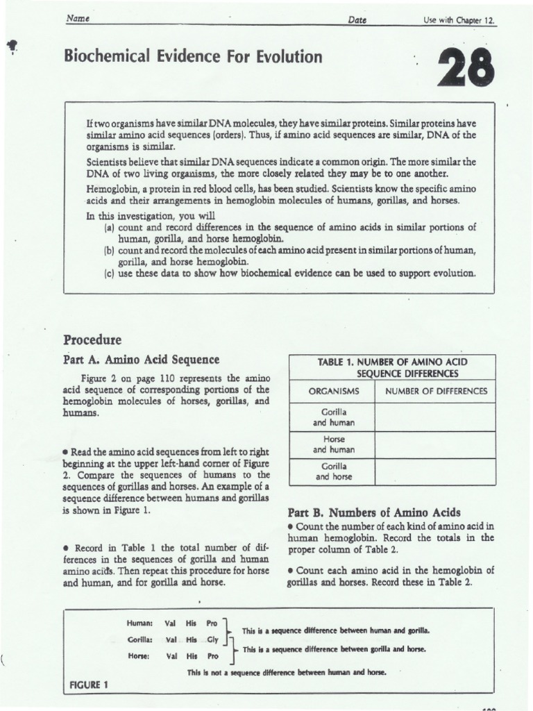 Biochemical Evidence For Evolution Lab | PDF | Alanine | Cysteine