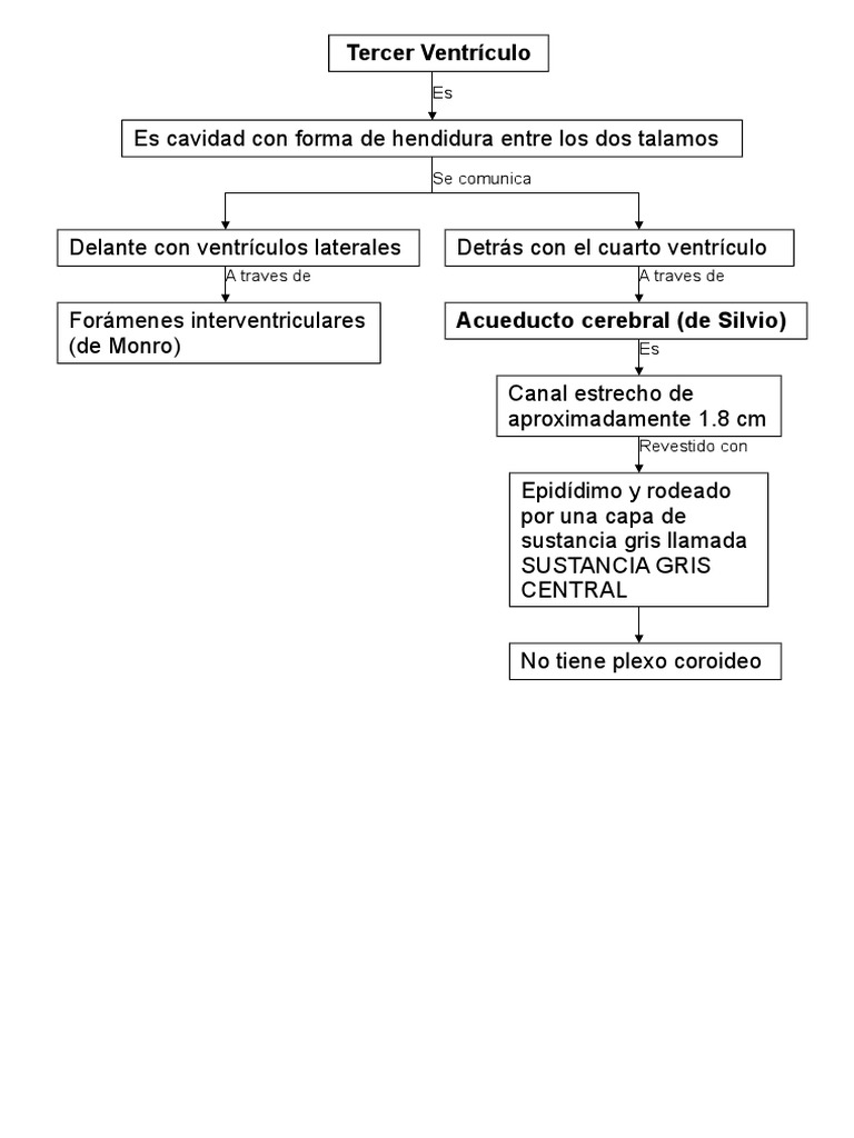 3er Ventriculo y Acueducto de Silvio | PDF