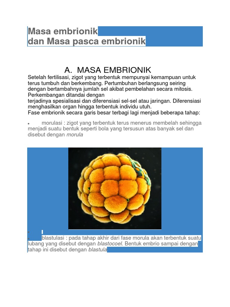 Fase Embrionik dan Pasca Embrionik | PDF