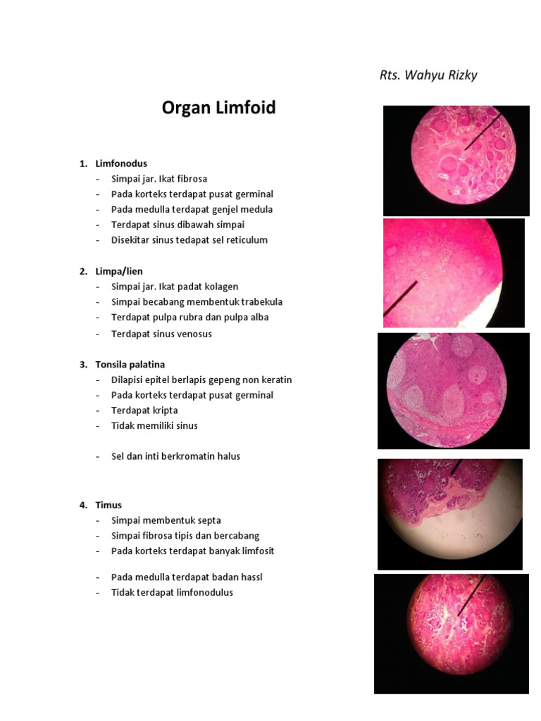 Struktur dan Fungsi Organ Limfoid dan Pernafasan | PDF