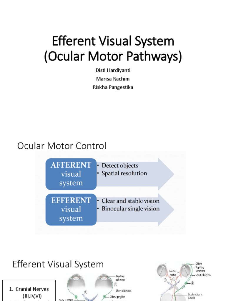 Efferent Visual System (Ocular Motor Pathways) | PDF | Visual System | Nervous System
