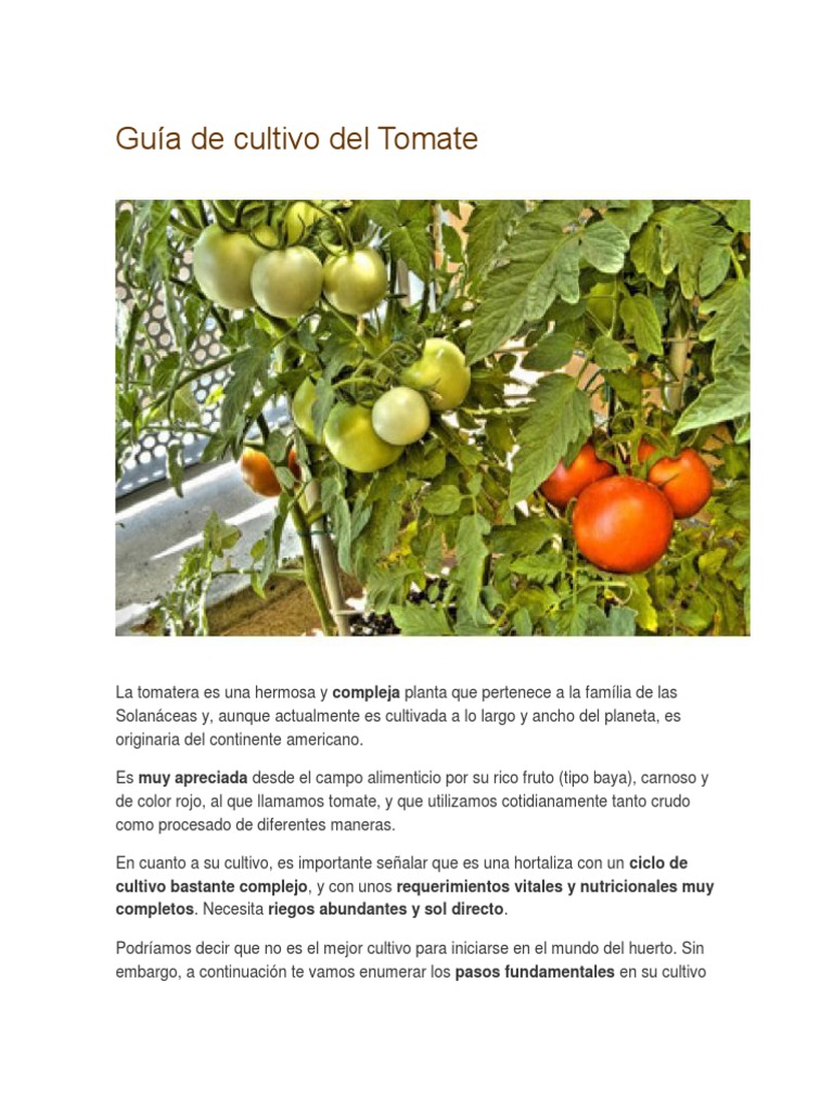 Guía de Cultivo Del Tomate | PDF | Tomate | Fertilizante