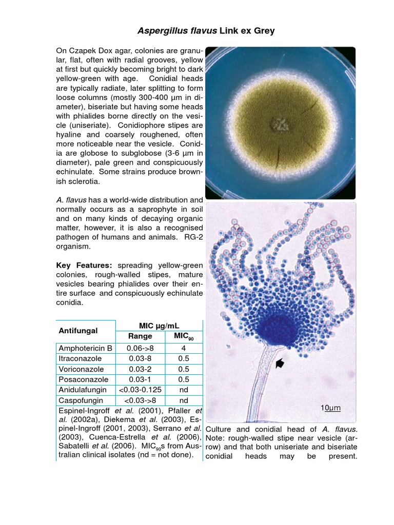 Characterization and Identification of Aspergillus flavus | PDF ...