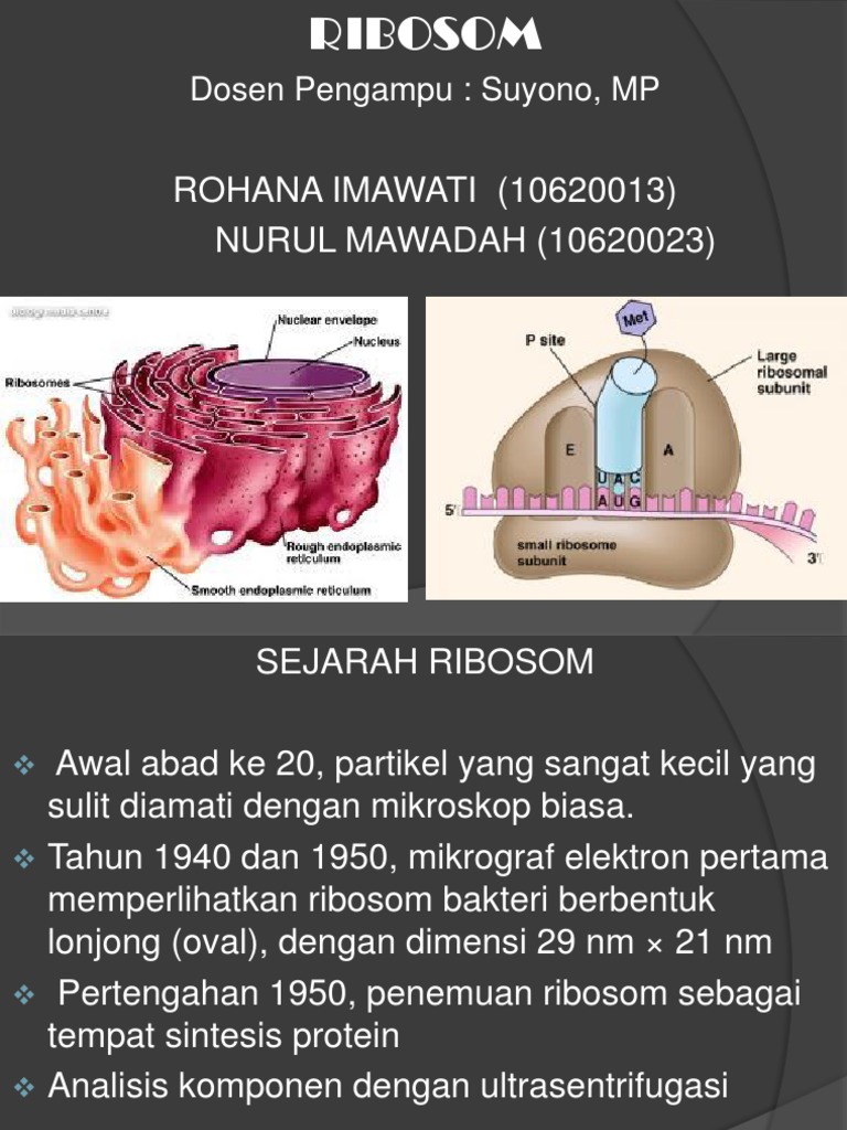 Ribosom 1 | PDF