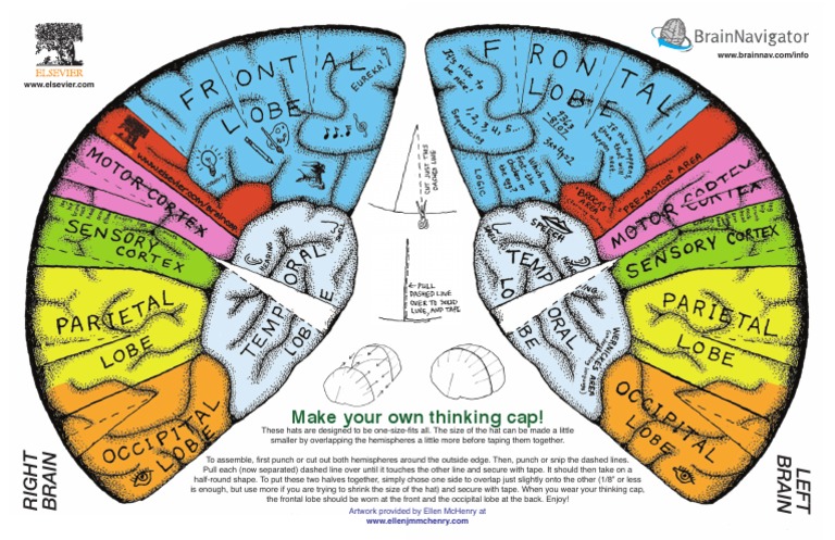Brain Hemisphere Hat | PDF | Cerebral Hemisphere | Neuroanatomy