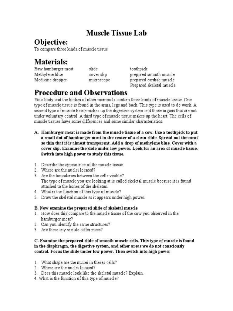 Muscle Tissue Lab | PDF | Muscle | Tissue (Biology)