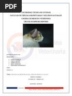 Caudectomia | PDF | Perros | Cirugía