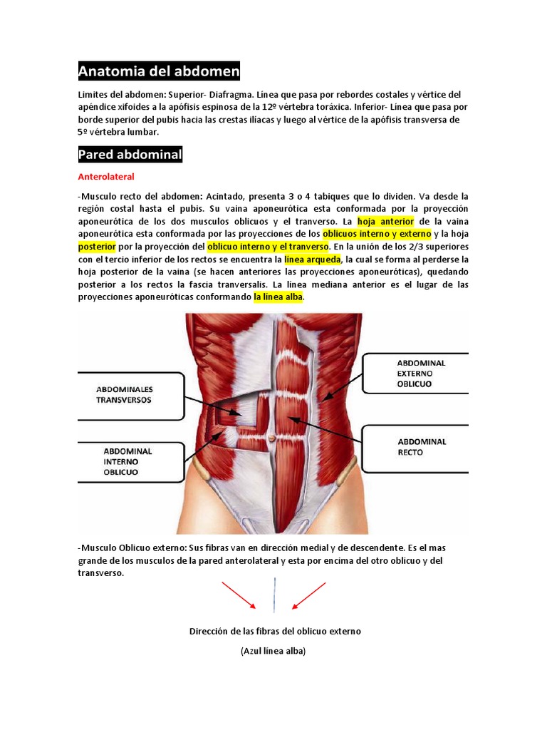 Anatomia Del Abdomen