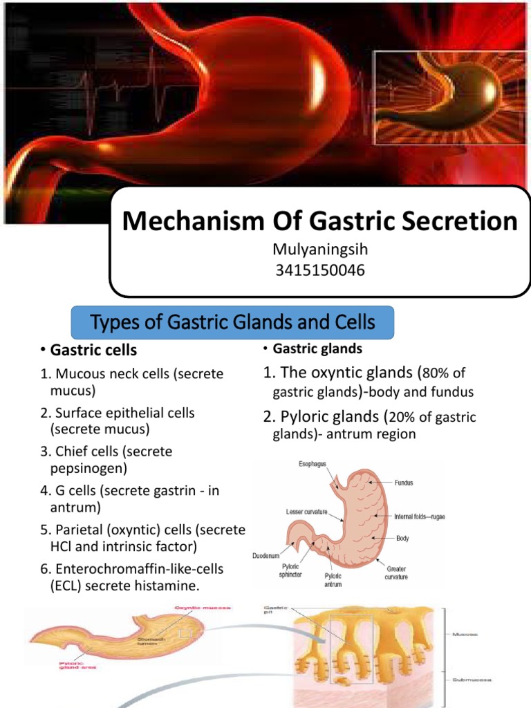 Mechanism of Gastric Secretion | PDF | Stomach | Vagus Nerve