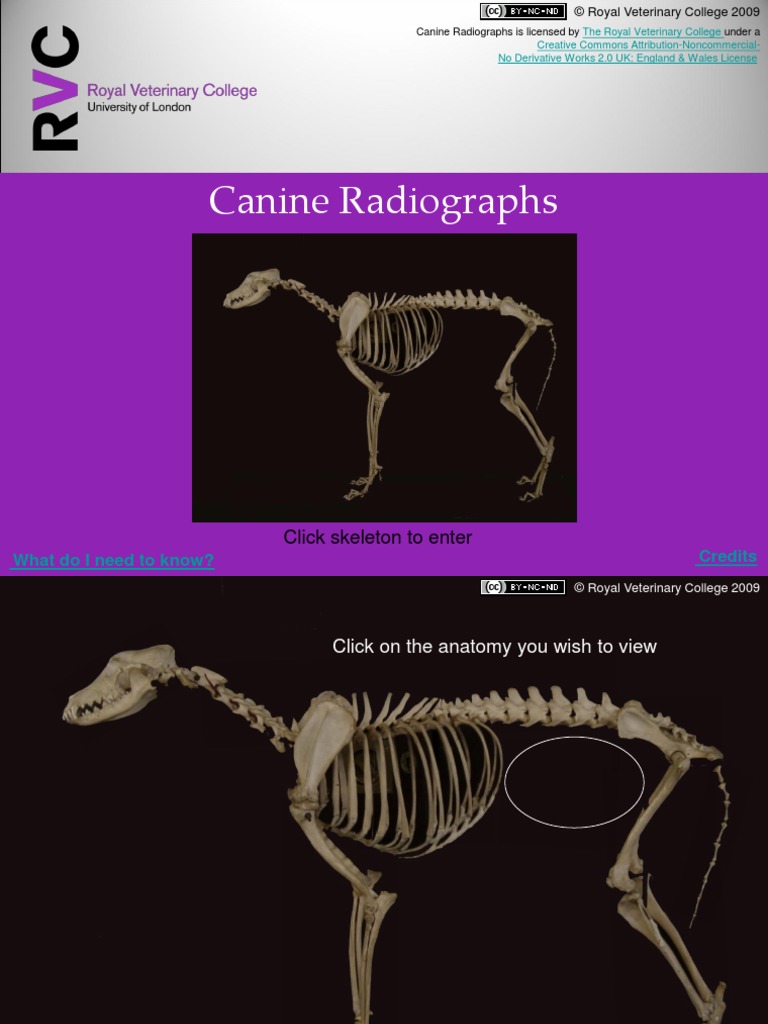 Canine Radiographs | PDF | Shoulder | Skull