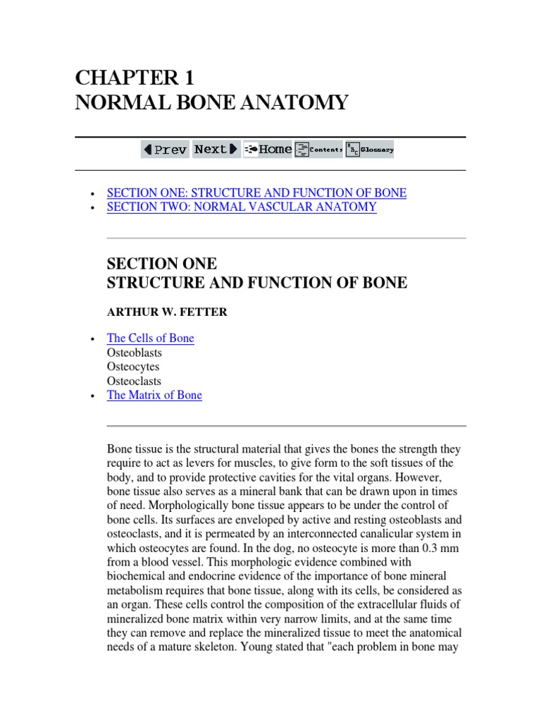 Normal Bone Anatomy: Section One Structure and Function of Bone | PDF ...