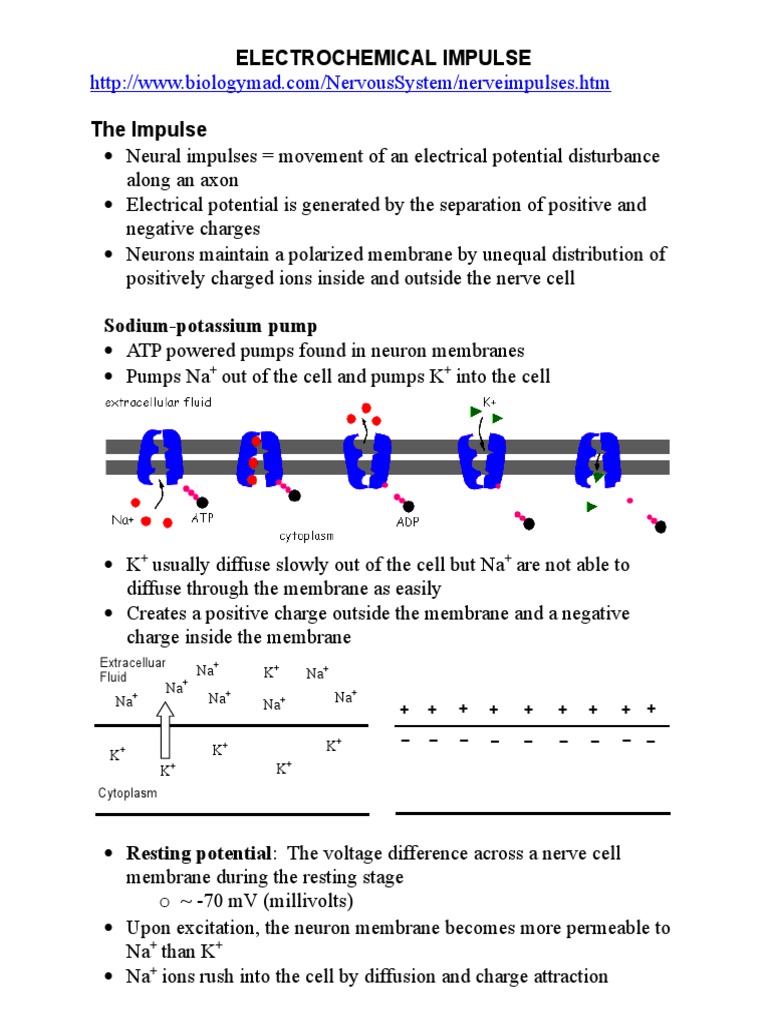 Electrochemical Impulse: Na K K K K K Na Na Na Na Na Na K | Download ...