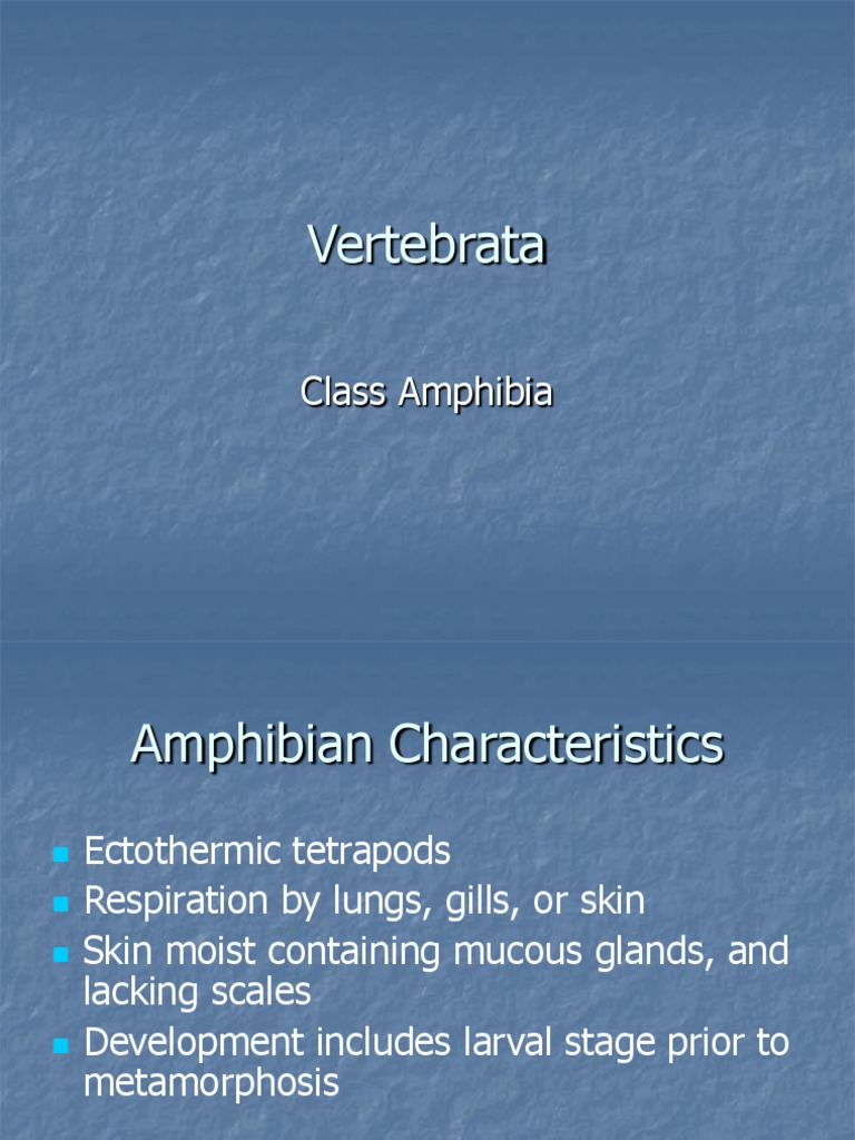 Vertebrata: Class Amphibia | PDF | Amphibian | Heart Valve
