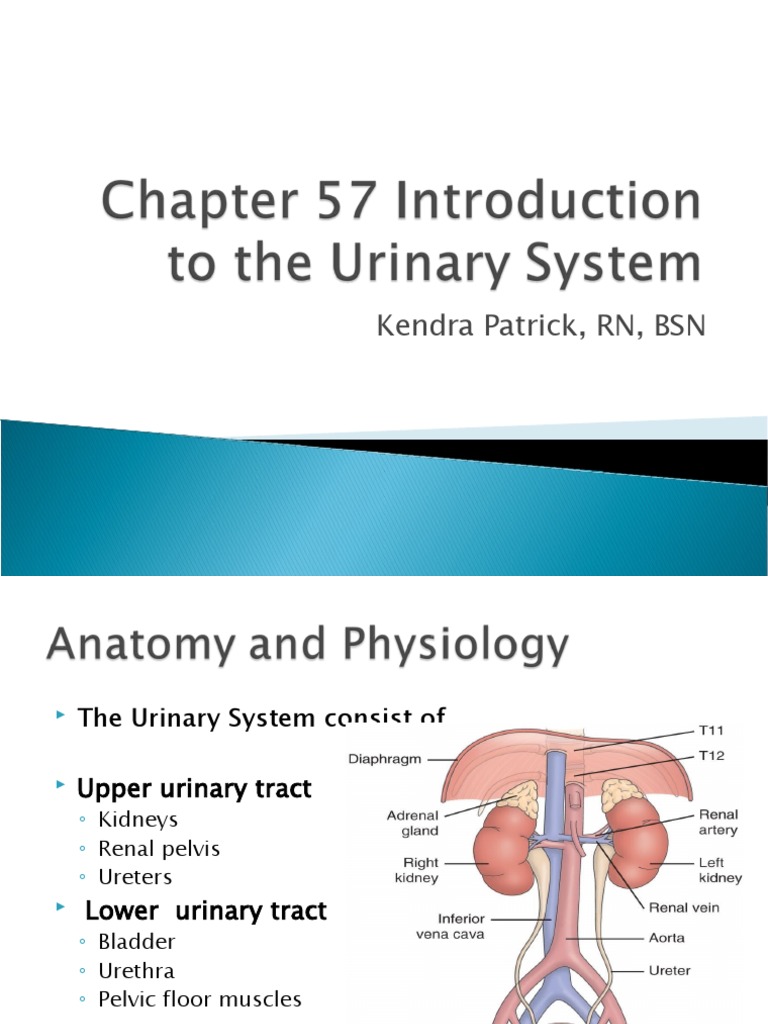 Overview of the Urinary System | PDF | Kidney | Medical Tests