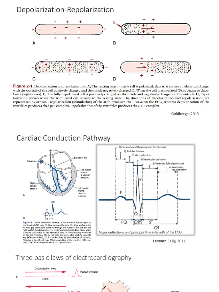 Understanding ECG Basics and Calibration | PDF
