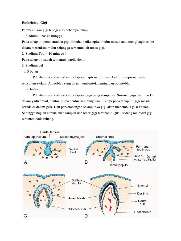 Embriologi Gigi | PDF