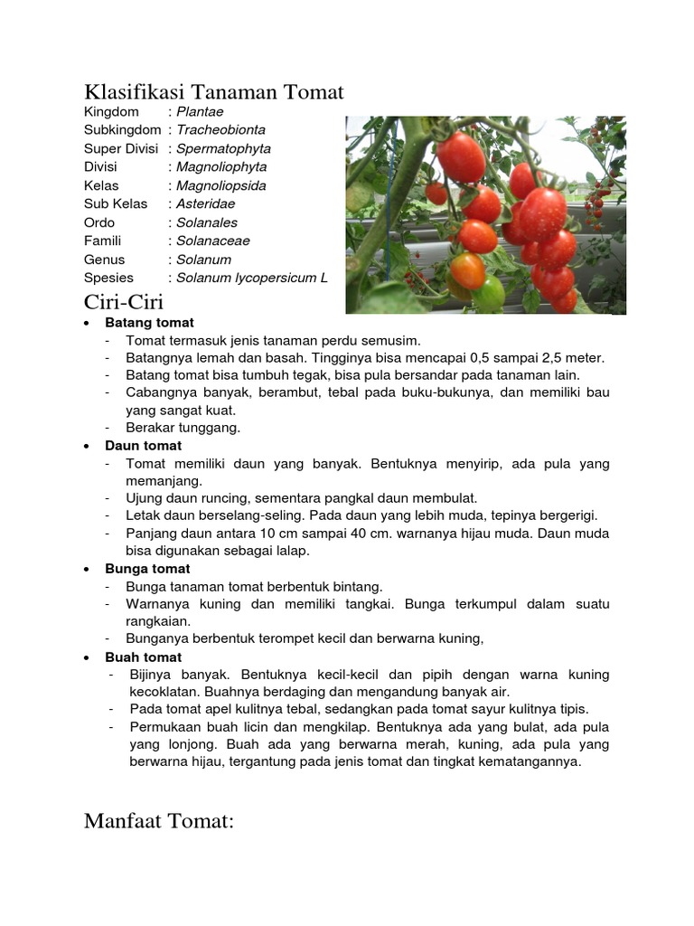 Klasifikasi Tanaman Tomat | PDF